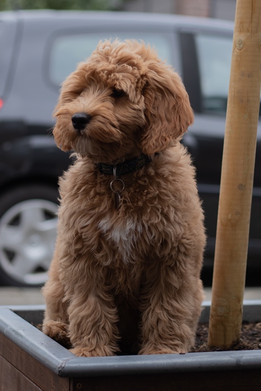 JoBiDo Australian Labradoodles – OJ is onze nieuwste labradoodle en ...